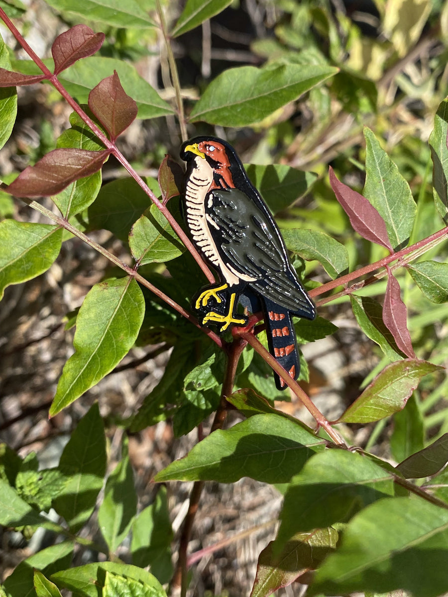Red Tailed Hawk Pin – MikeHamptonArt